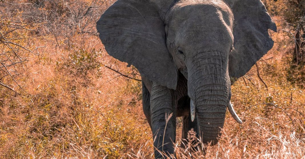 Safari au parc Kruger : un guide essentiel pour découvrir la faune d ...